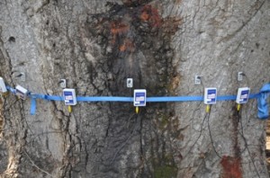 Menlo heritage oak gets "MRI" scan to root out any problems - InMenlo