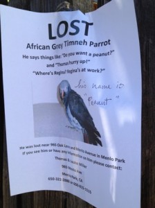 Spotted: Poster for a missing parrot near downtown Menlo Park - InMenlo