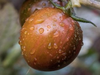 First rain of the season gives way to a crisp fall day - InMenlo