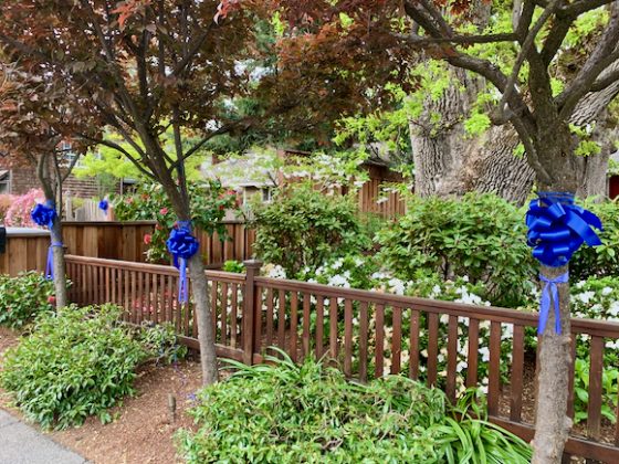 Blue ribbons adorn trees/fences to cheer on hospital workers - InMenlo