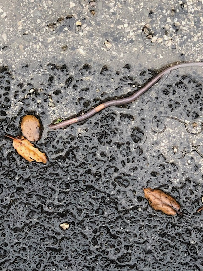 Wet conditions make for happy worms - InMenlo