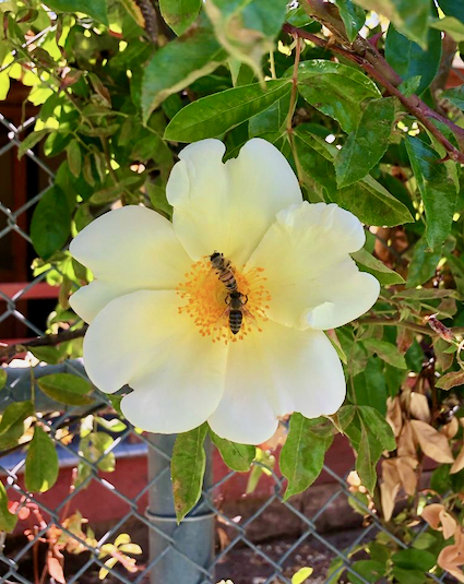 Spotted: Busy bees on a rose - InMenlo