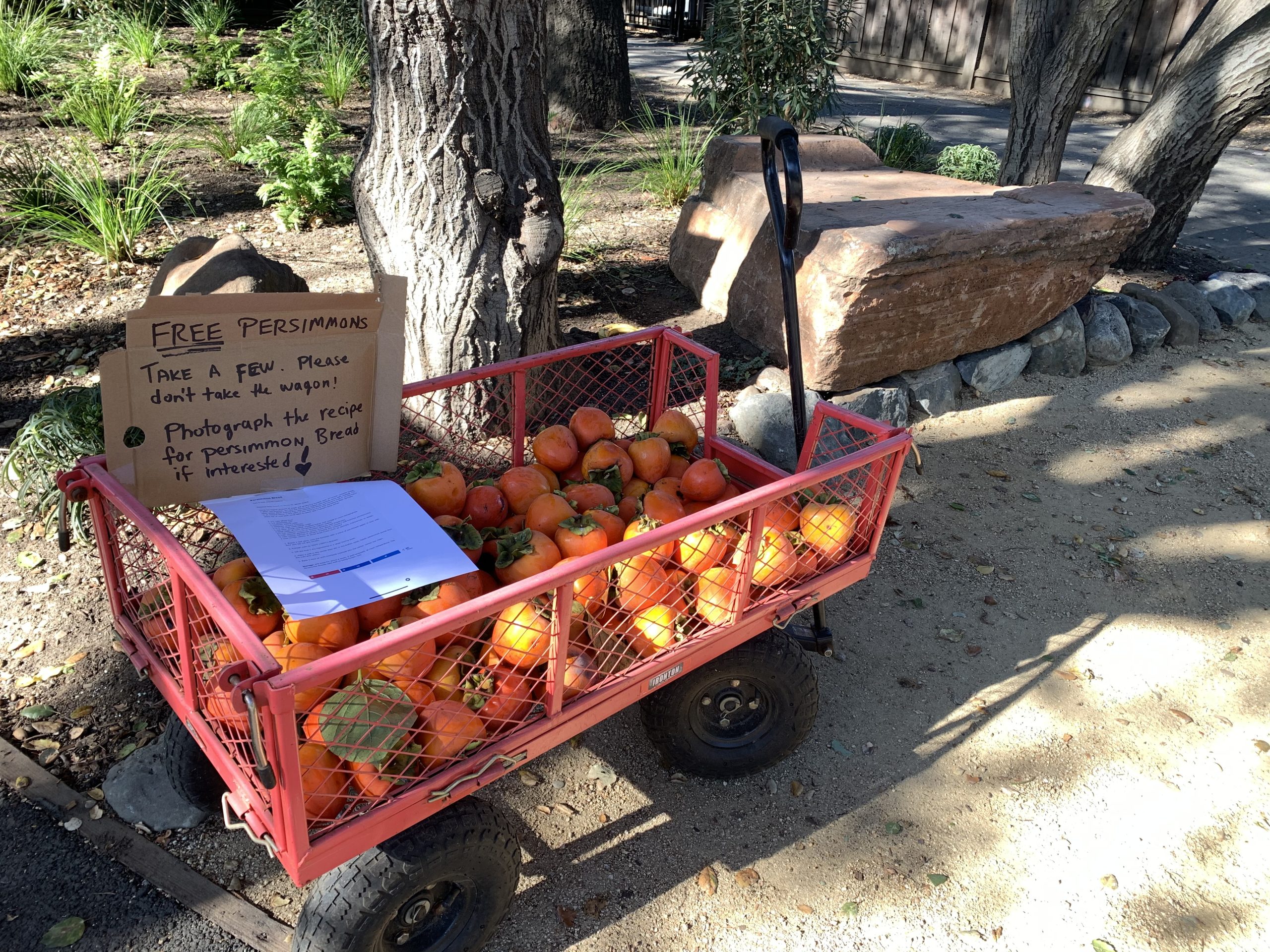 Spotted: Free persimmons complete with recipe - InMenlo