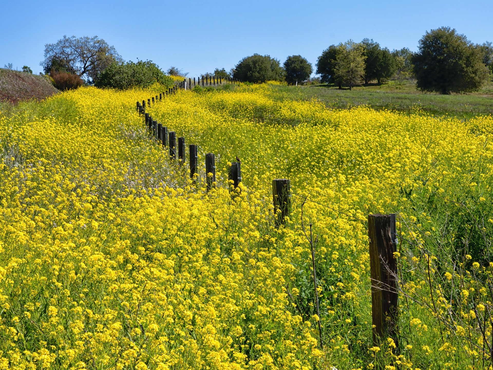 Spotted: Spring mustard for as far as the eye can see - InMenlo