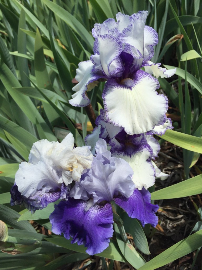 Spotted: Pretty Iris at Nola's Iris Garden - InMenlo
