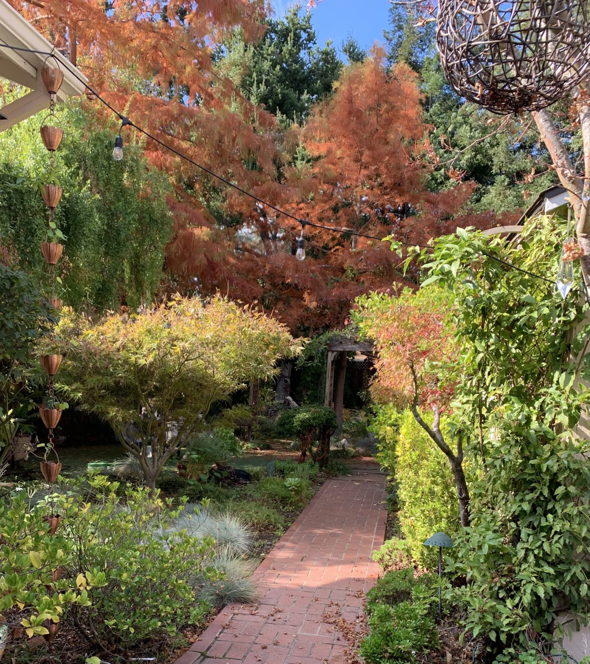 Artist Alice Weil is inspired by the rust of her Dawn Redwoods (plus a ...