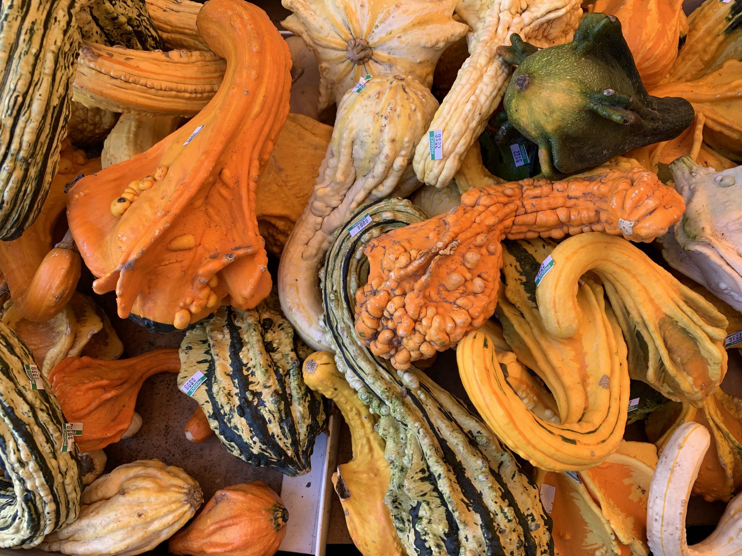 Spotted: Fall squash at Bianchini's in Ladera - InMenlo