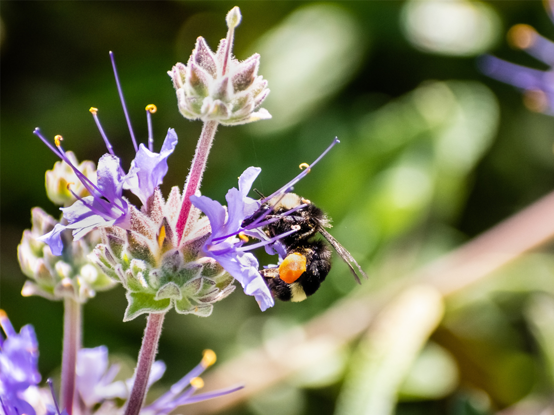 Attracting pollinators is garden topic on December 1 - InMenlo