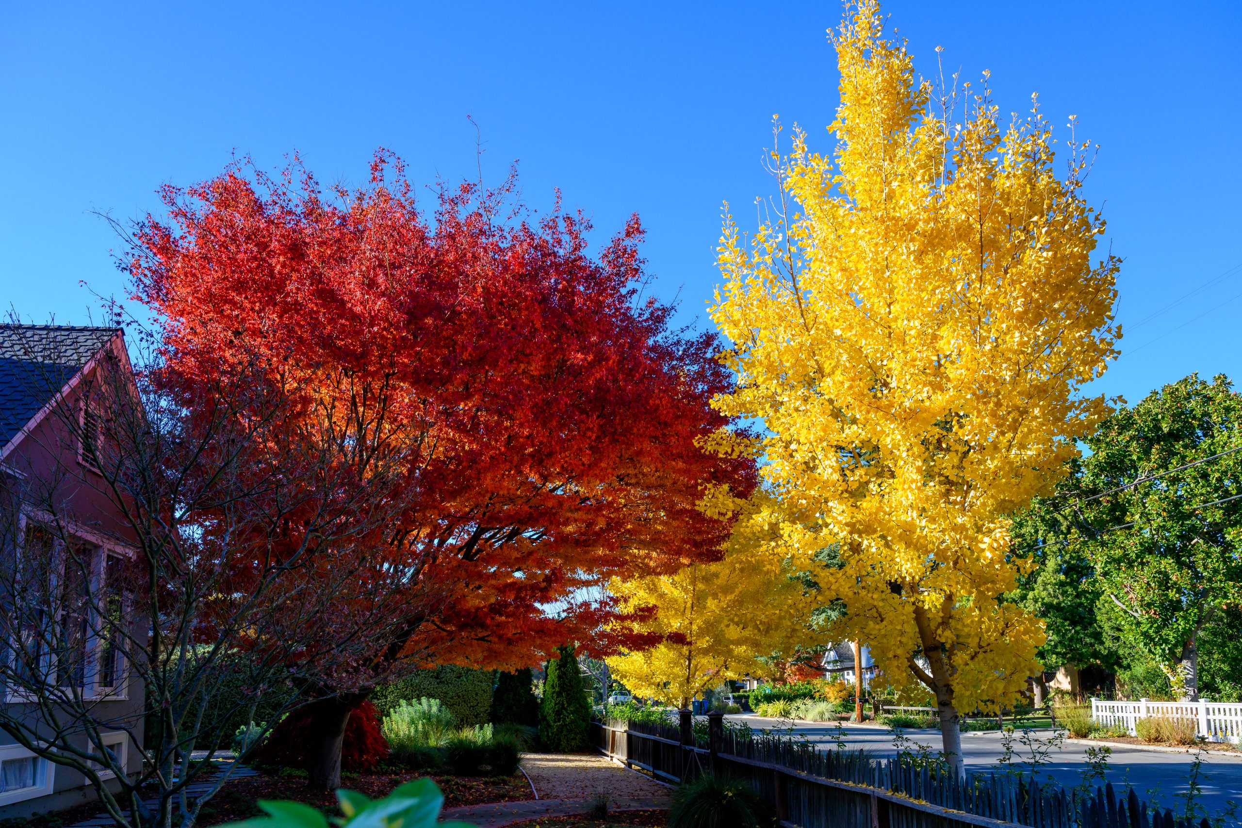 Spotted: Fall color in Menlo Park - InMenlo