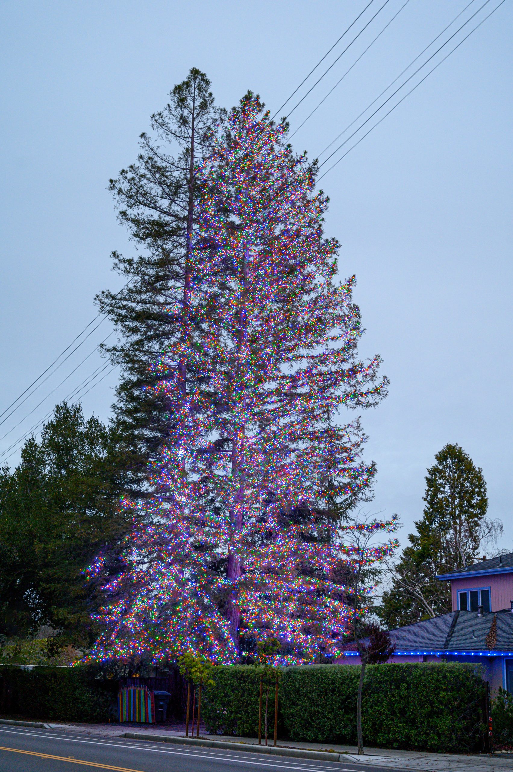 Tree with 54,000 lights now graces Santa Cruz Avenue - InMenlo