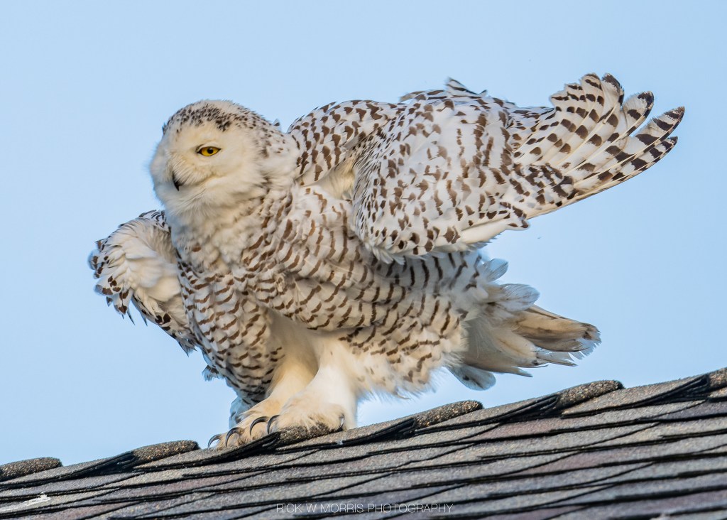 Bird photographer Rick Morris hits the jackpot with snowy owl enounter ...