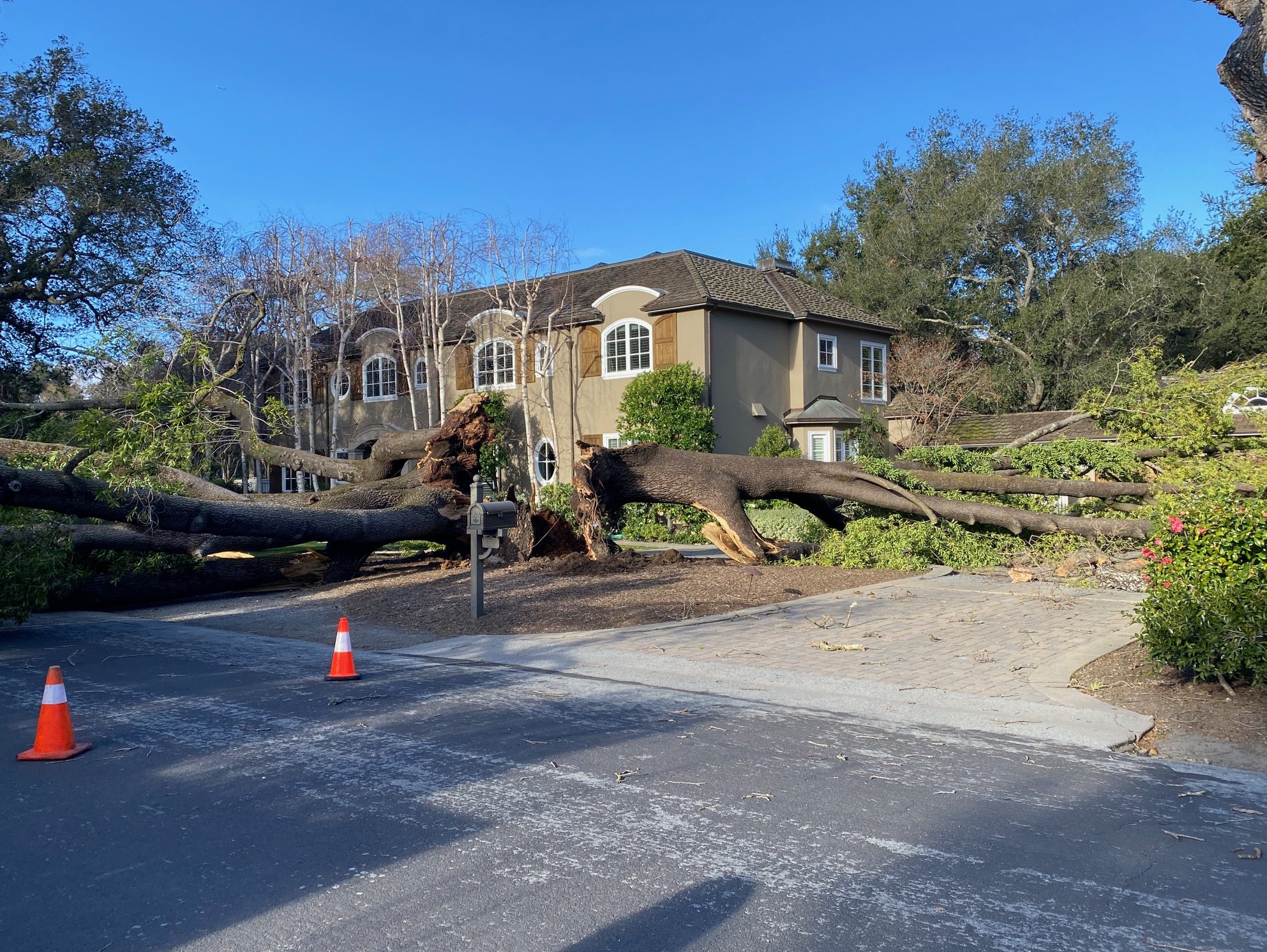 Spotted: Massive tree down on Laburnum in Atherton - InMenlo