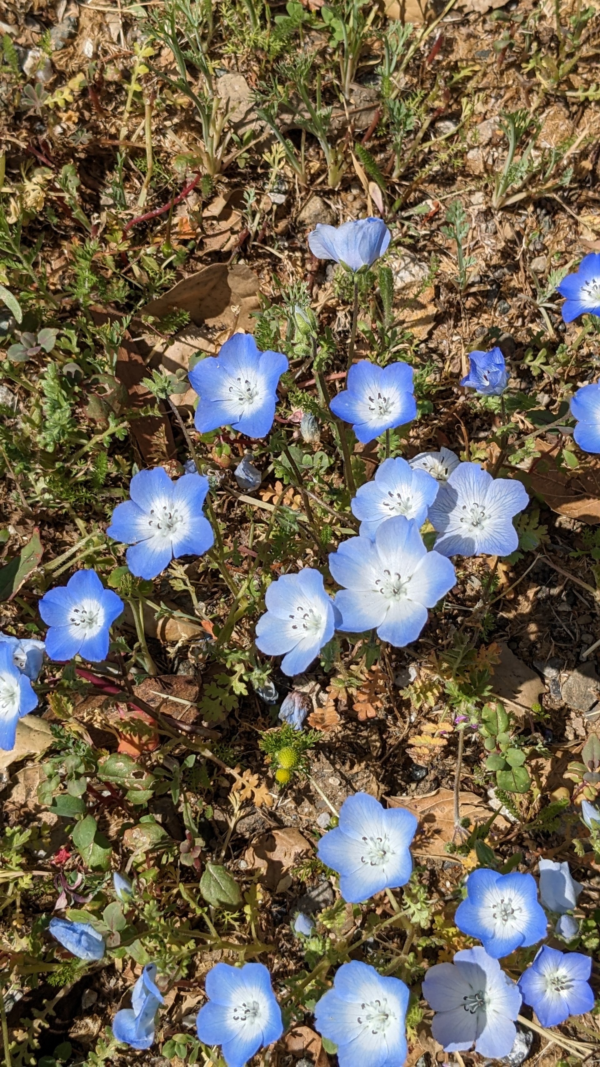 A walk on Stanford campus yields great wildflower viewing - InMenlo