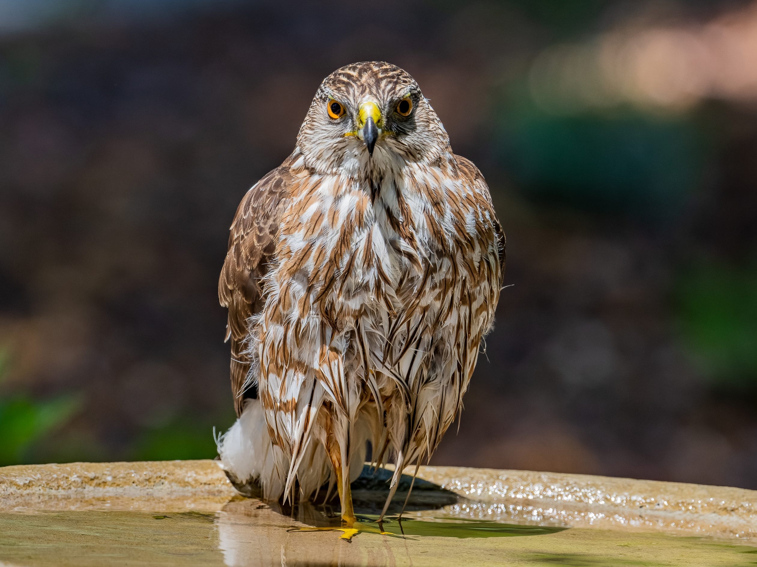 Spotted: Cooper's hawk enjoying a bath - InMenlo