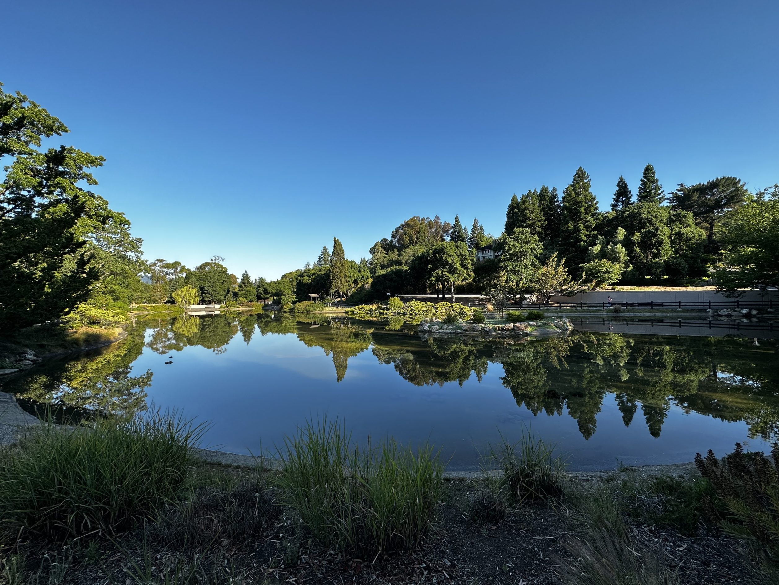 Updated information about the pond at Sharon Park - InMenlo