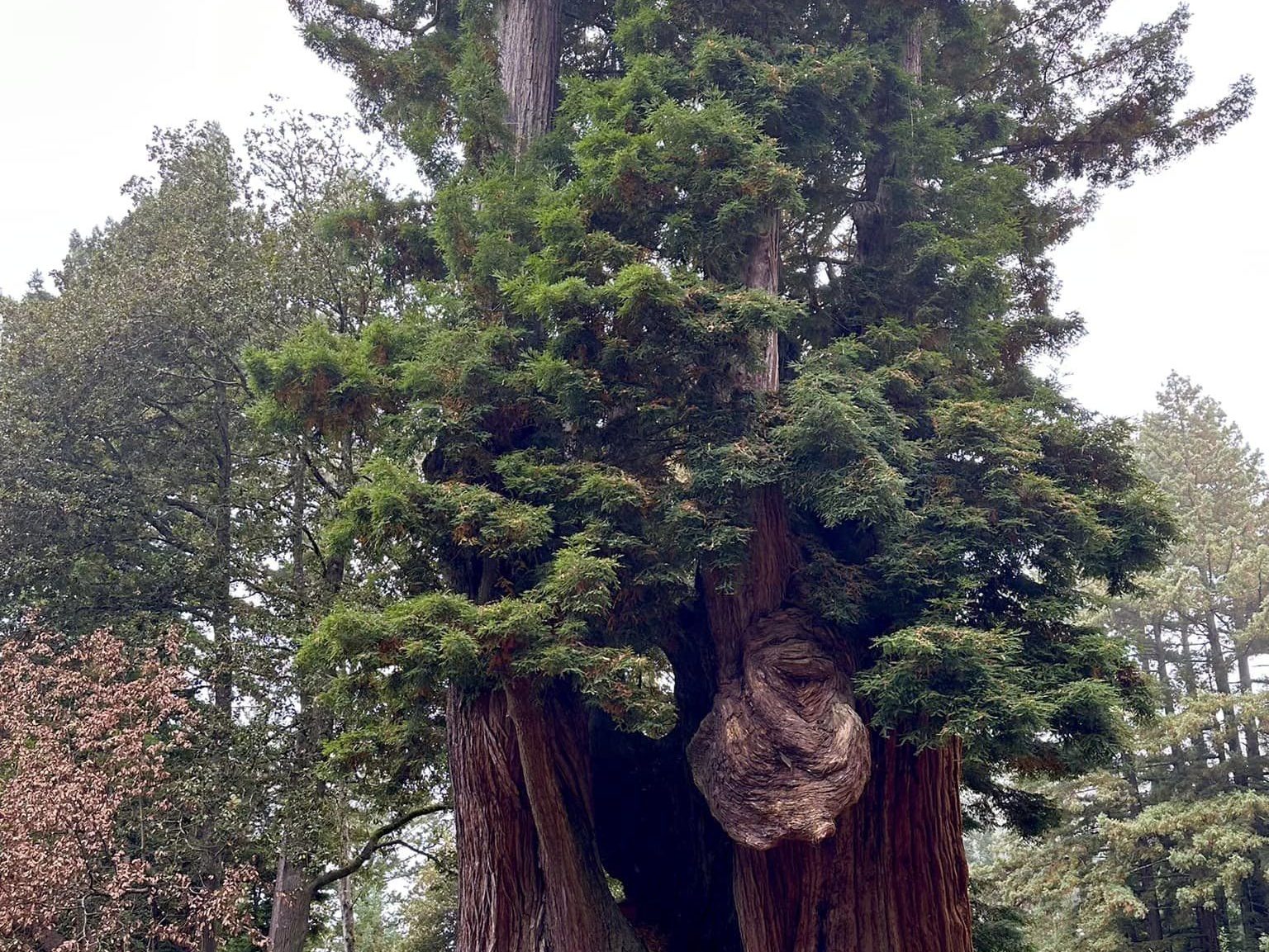 Spotted: Giant hollowed out tree in Skylonda - InMenlo