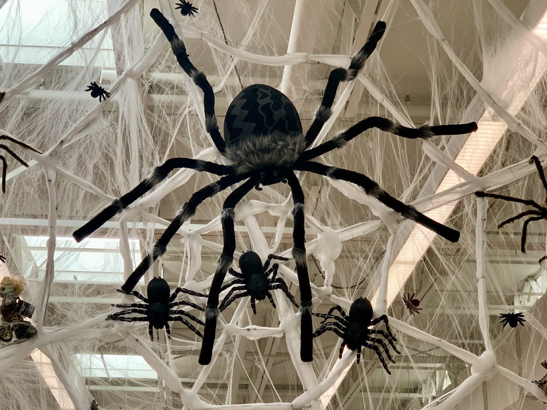 Spotted: Massive spider web at Safeway in Menlo Park - InMenlo