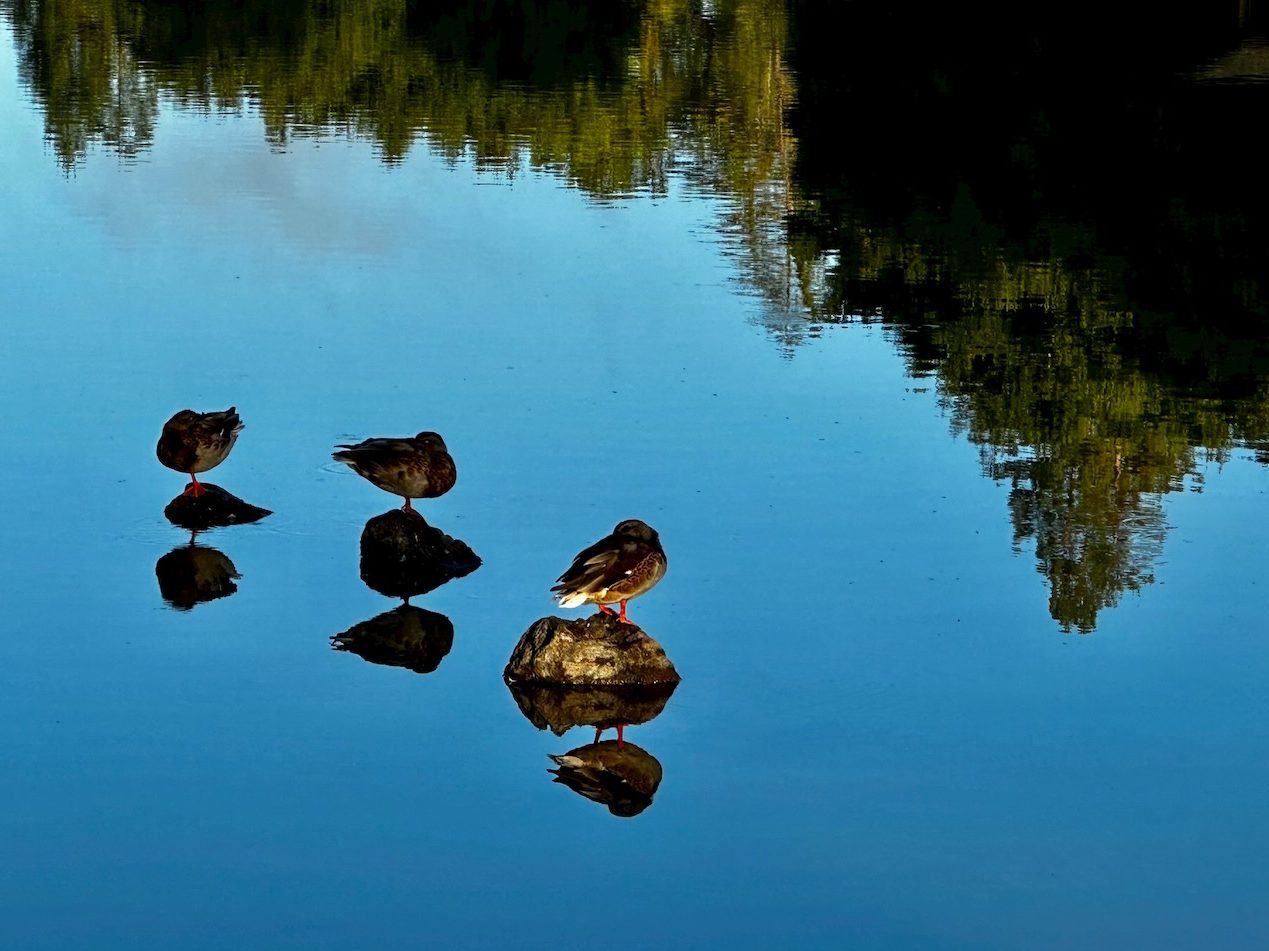 Spotted: Trio of ducks perched in Sharon Park pond - InMenlo