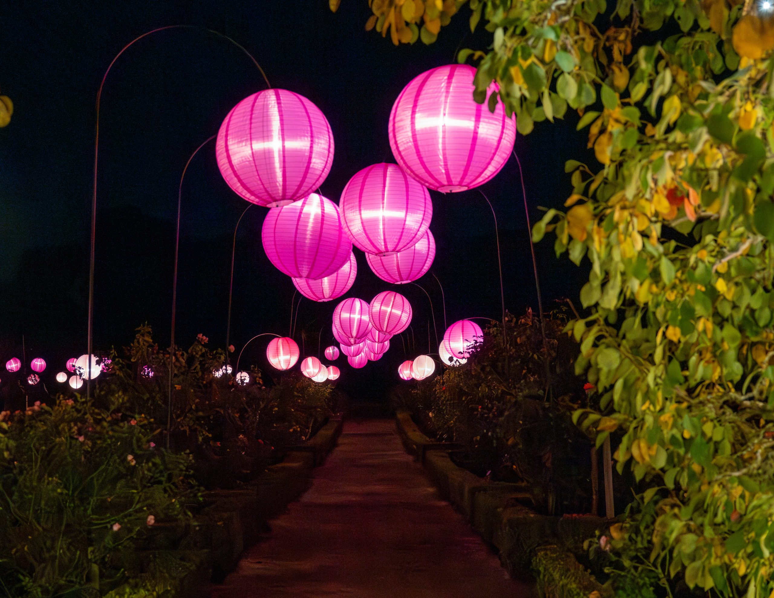 The lights sparkle everywhere during Holidays at Filoli - InMenlo
