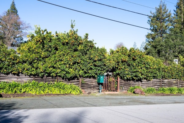 Spotted: 125-foot hedge of orange trees in Atherton - InMenlo