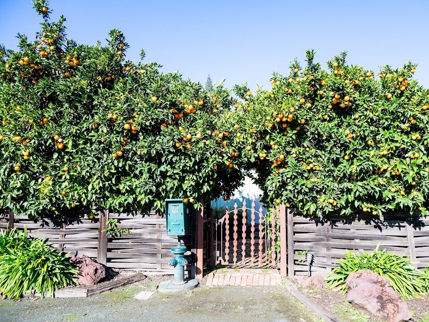 Spotted: 125-foot hedge of orange trees in Atherton - InMenlo