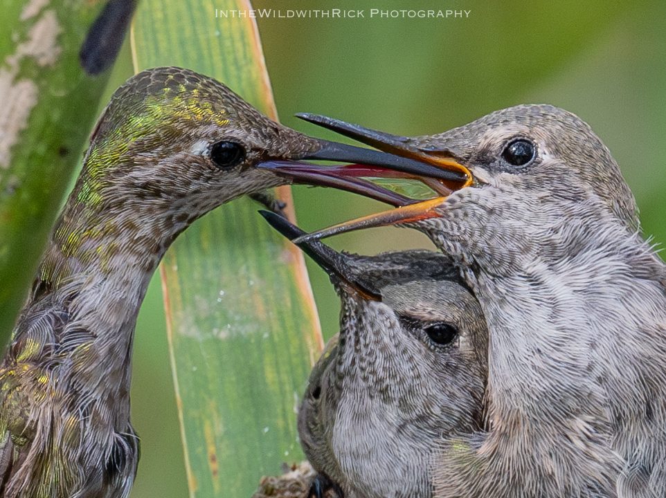 Viewing the nesting Anna's Hummingbirds near Shoreline Lake - InMenlo