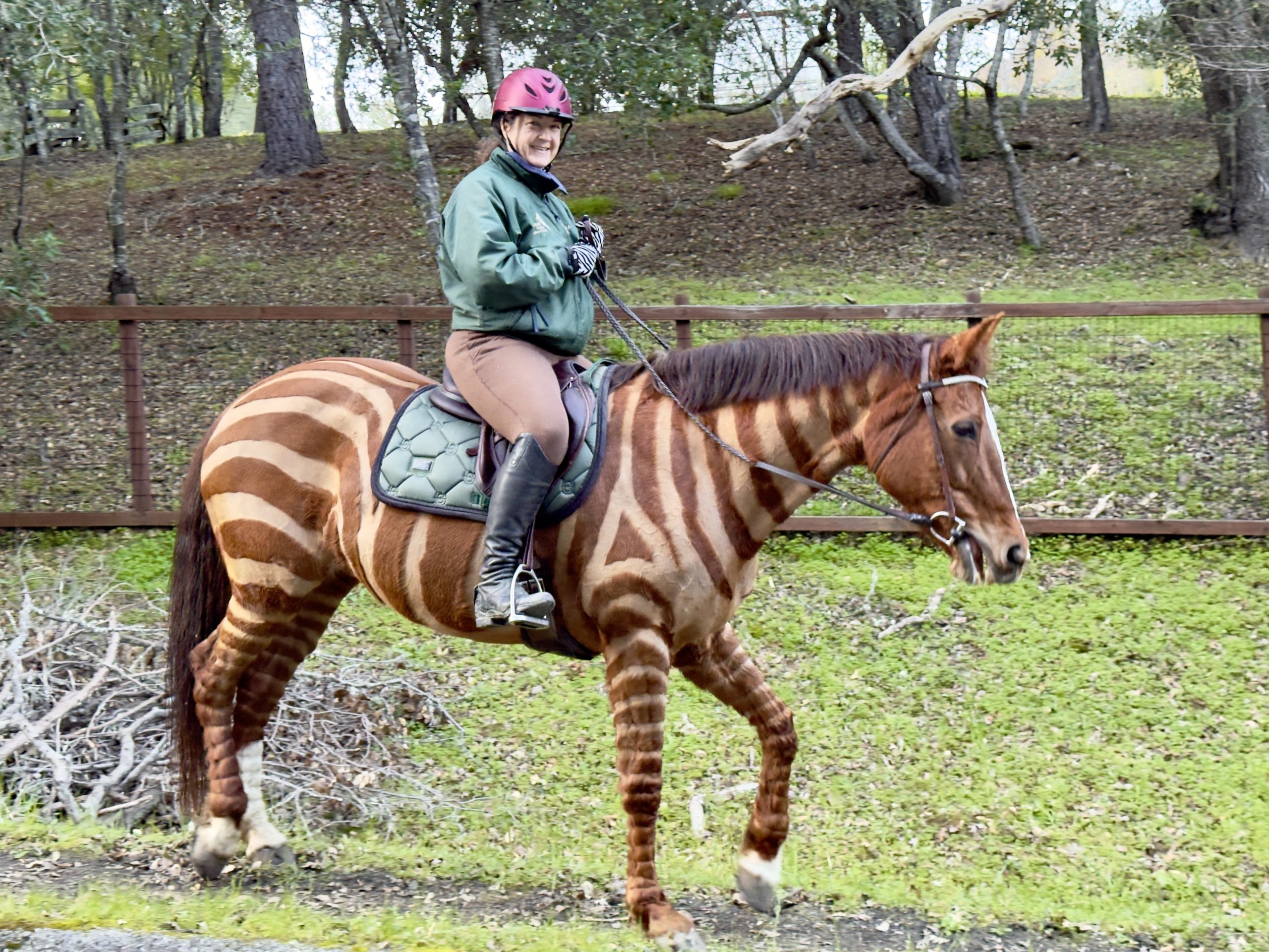 Spotted: Striped horse on Woodside trail - InMenlo