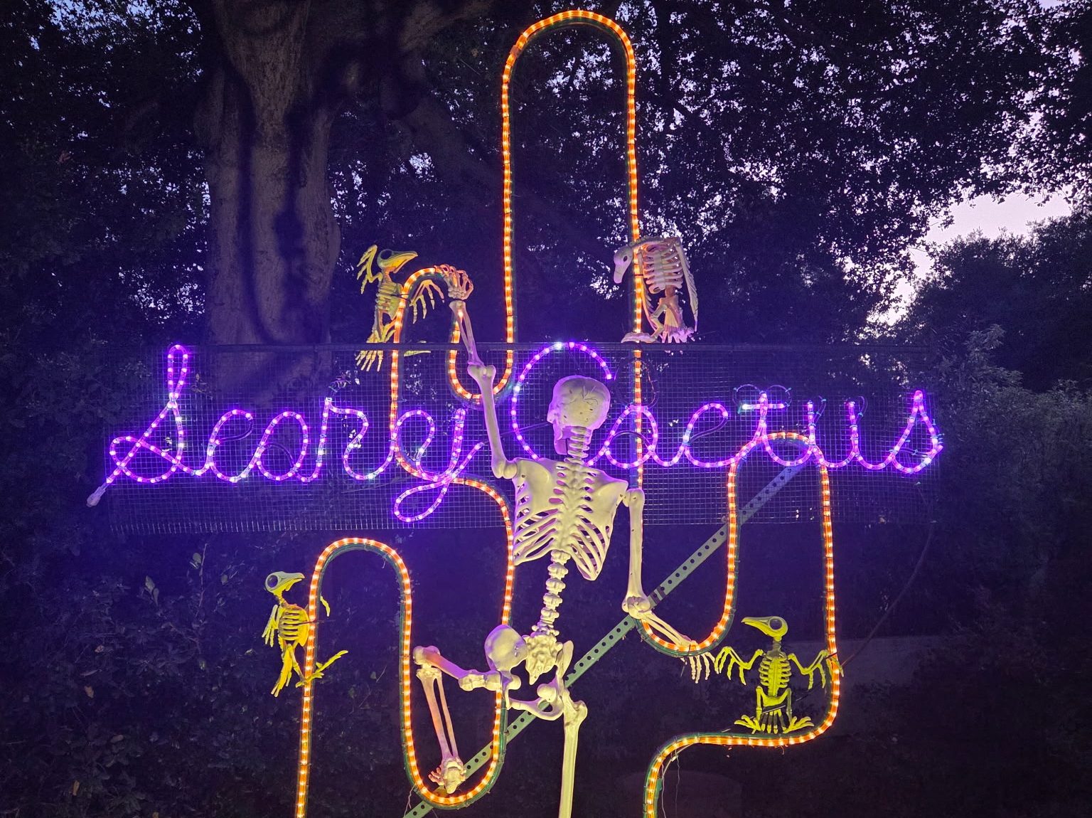 Spotted: Scary Cactus on Middle Avenue in Menlo Park - InMenlo