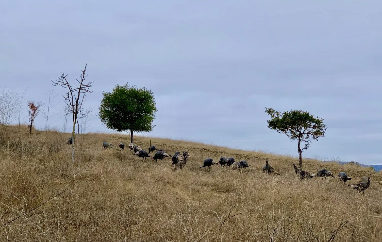 Spotted: Turkey feeding frenzy on the Dish - InMenlo