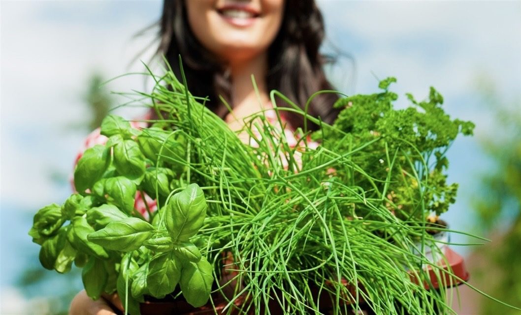 Growing garden herbs is topic on June 6 at Menlo Park Library - InMenlo